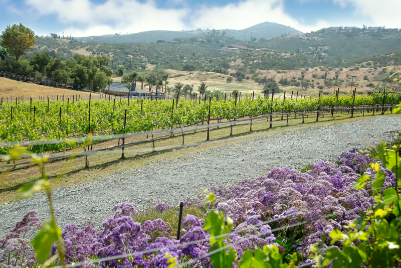 The Estate | Cheval Winery